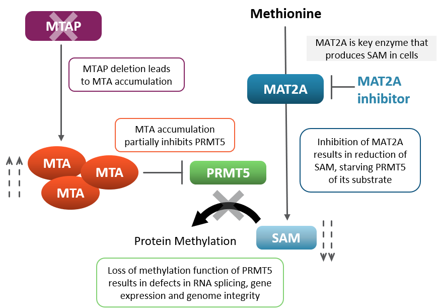 Pipeline – IDEAYA Biosciences