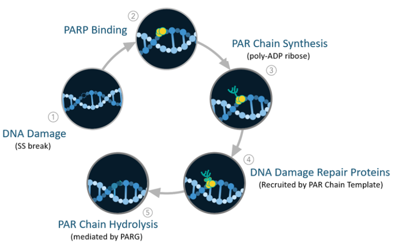 Pipeline – IDEAYA Biosciences